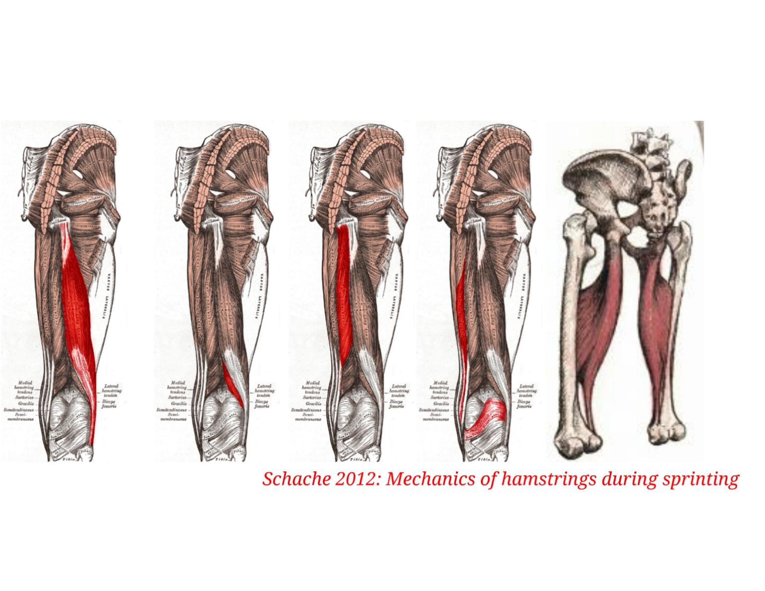 Sports Injuries The Agony of a Hamstring Injury - Osteopath Edinburgh